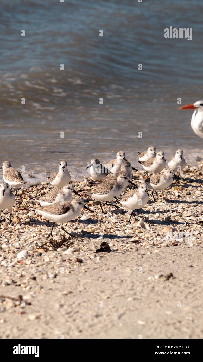 Cluster of black bellied plovers Pluvialis squatarola birds on the ...