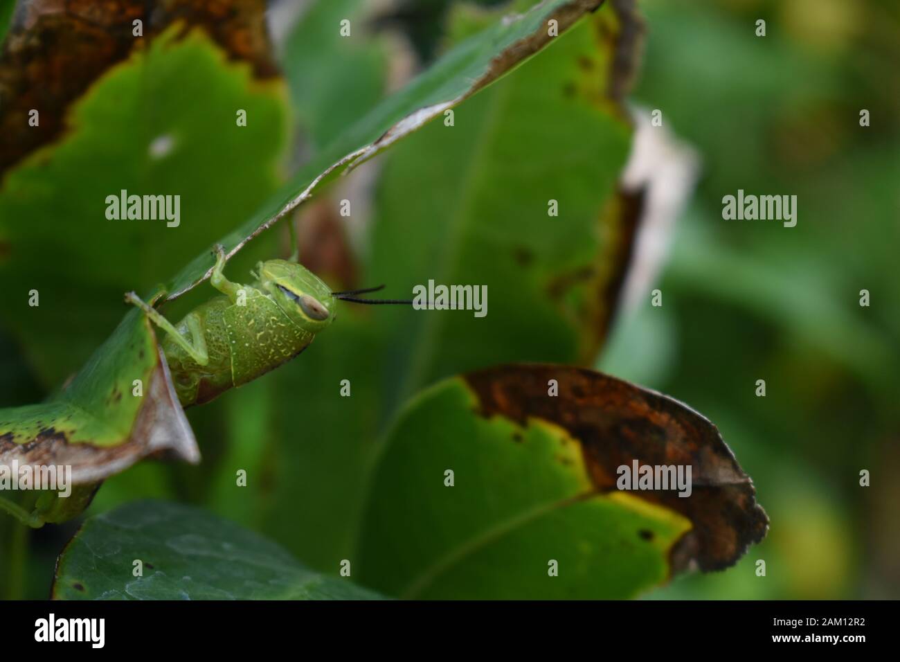 A young green grasshopper or javanese grasshopper (Valanga nigricornis ...