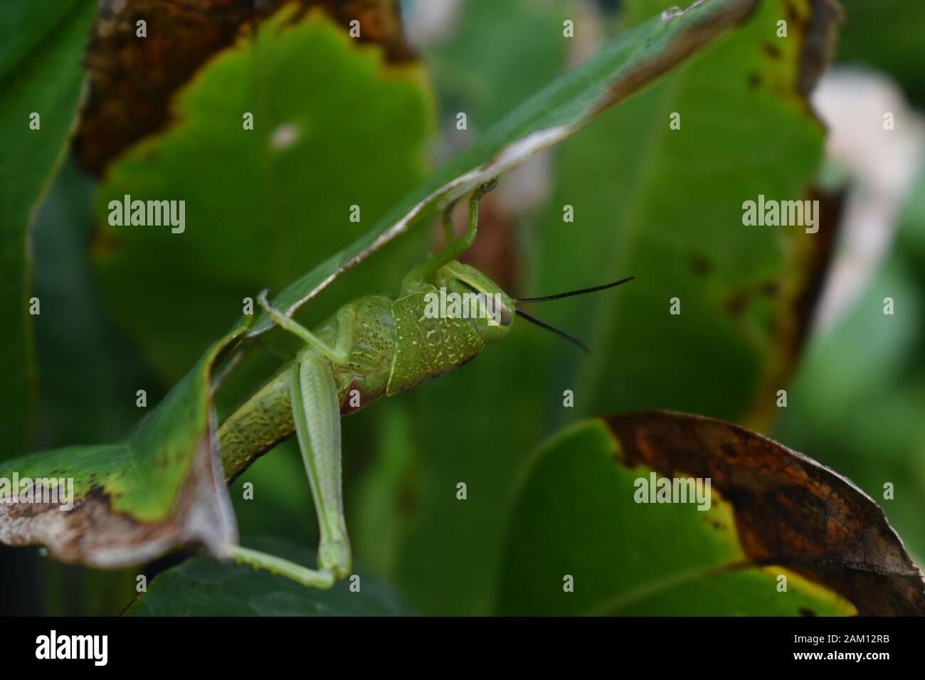 A young green grasshopper or javanese grasshopper (Valanga nigricornis ...