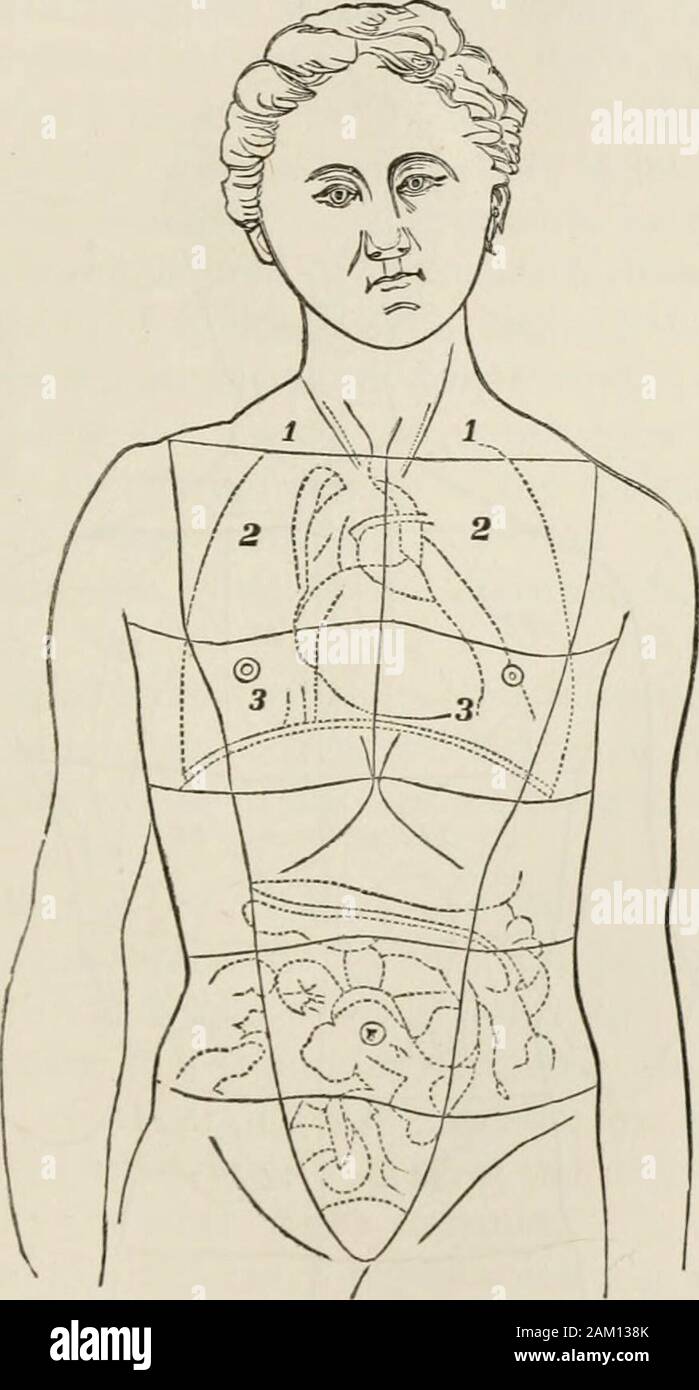 Transverse processes of cervical vertebrae hi-res stock photography and ...