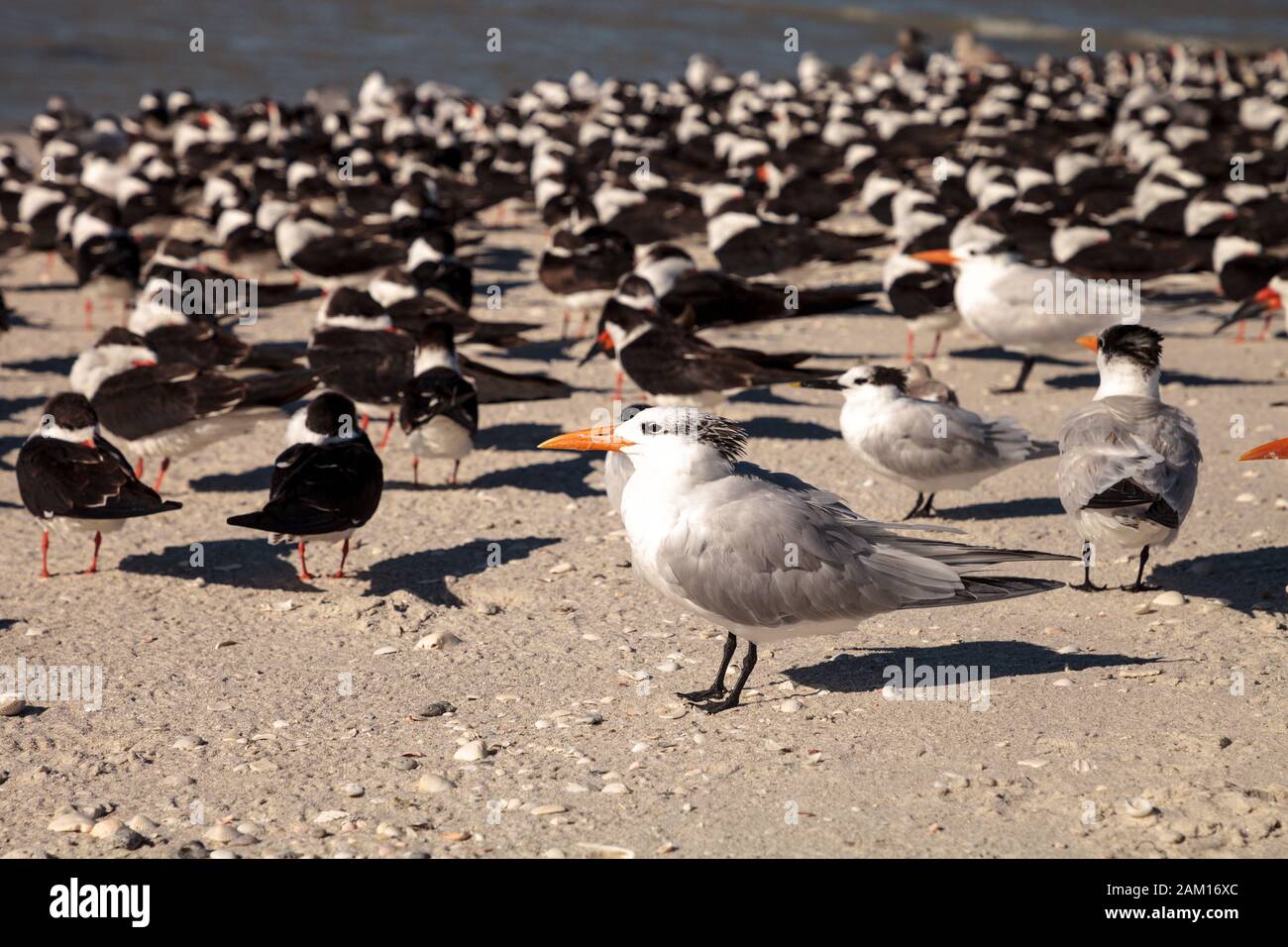 Nesting royal tern Thalasseus maximus on the white sands of Clam Pass ...