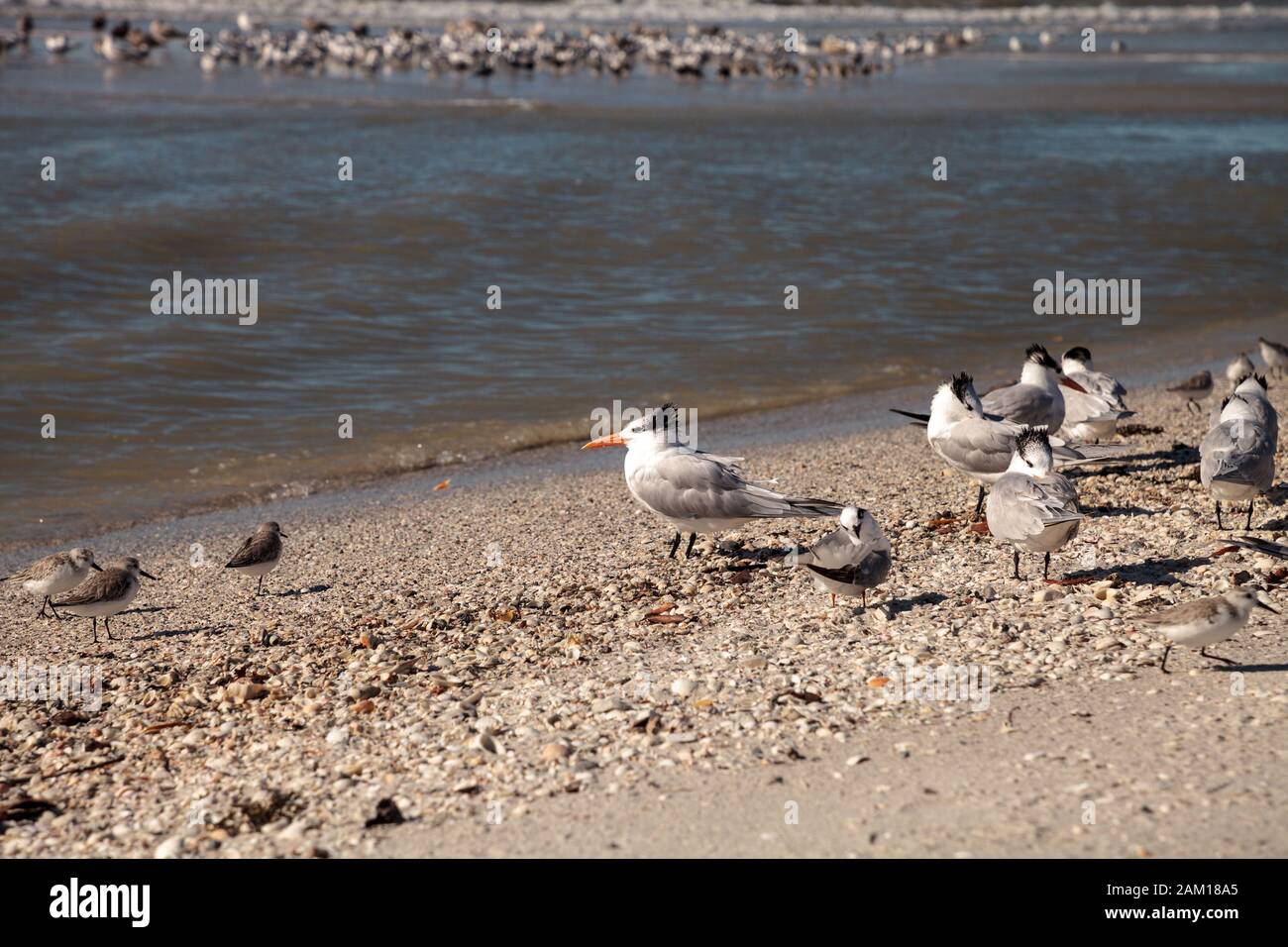 Nesting royal tern Thalasseus maximus on the white sands of Clam Pass ...