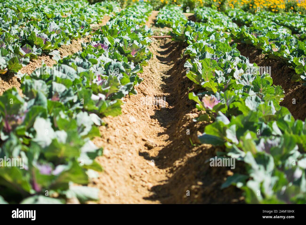 vegetable garden with cabbage planted in rows Stock Photo - Alamy