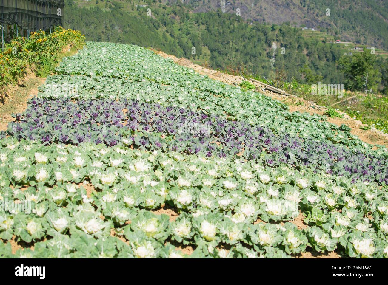 Rose cabbage vegetable garden. Cabbage planted in rows Stock Photo - Alamy