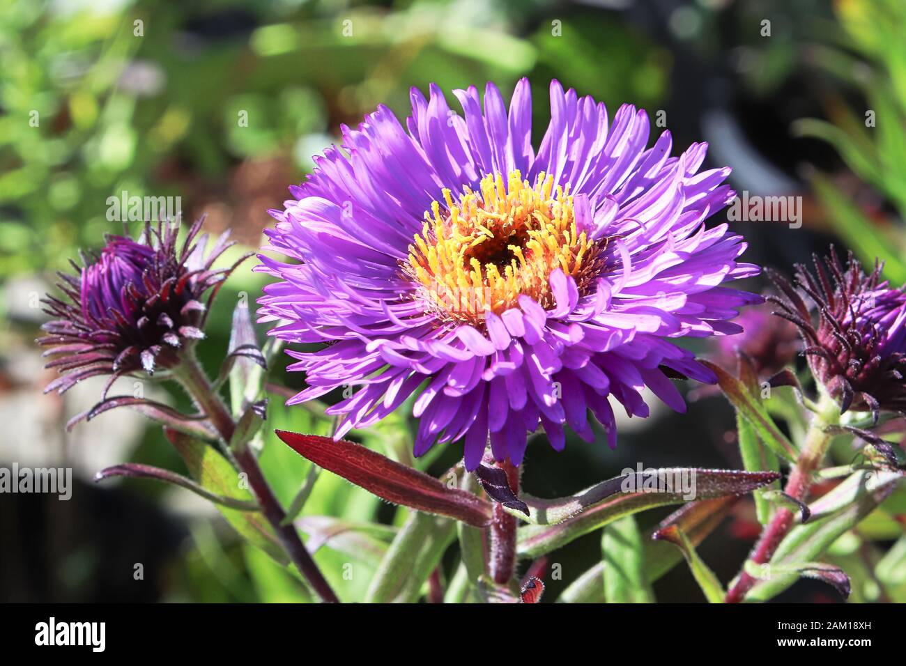 Macro photo of a purple aster flower Stock Photo - Alamy
