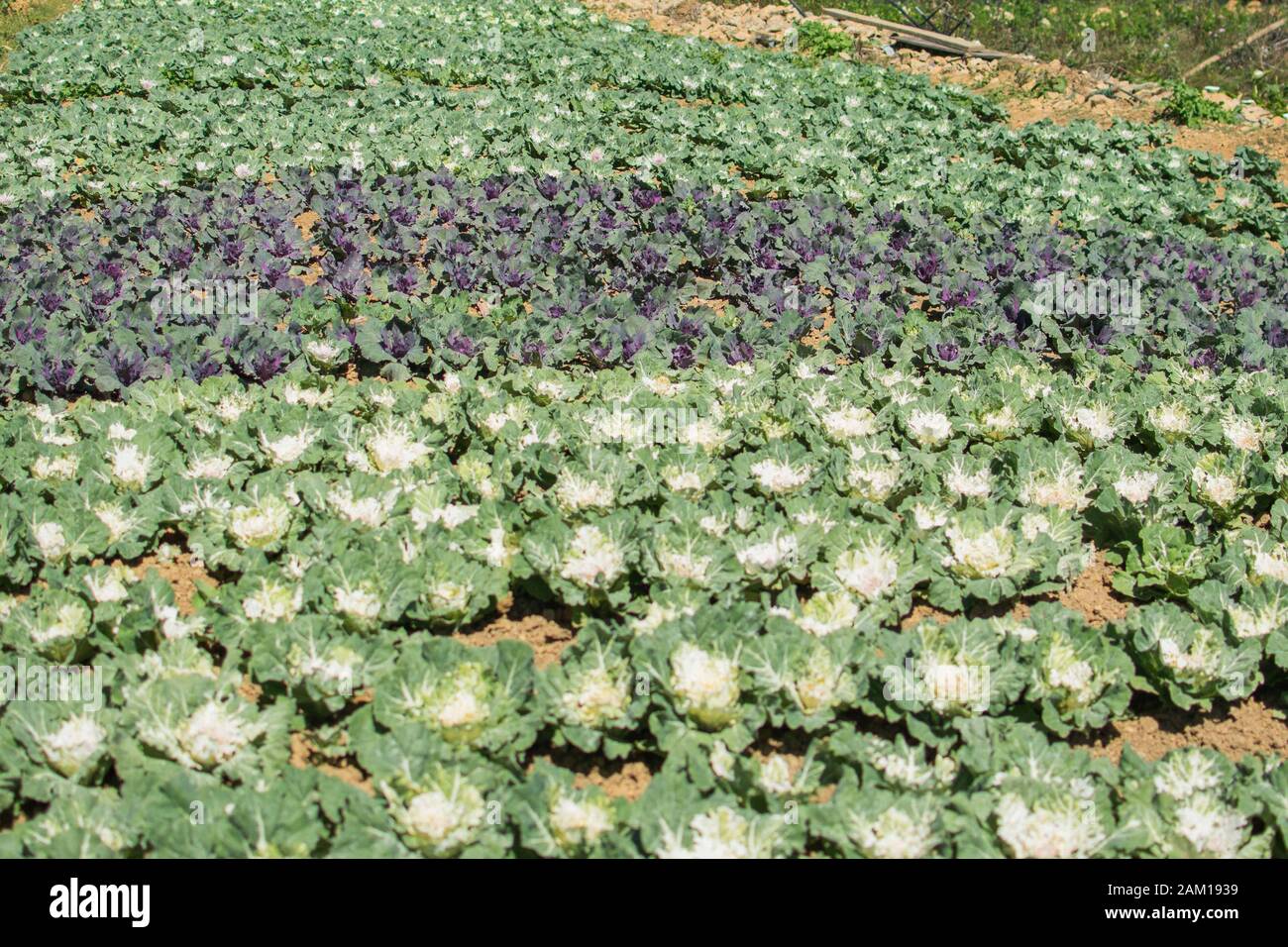 Rose cabbage vegetable garden. Cabbage planted in rows Stock Photo - Alamy