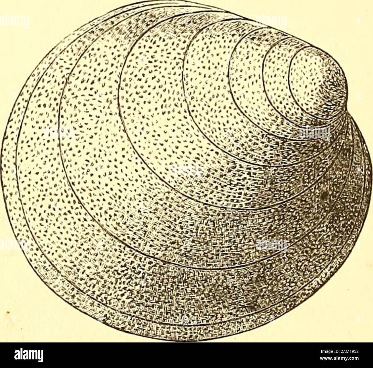 Phyllopoda hi-res stock photography and images - Alamy