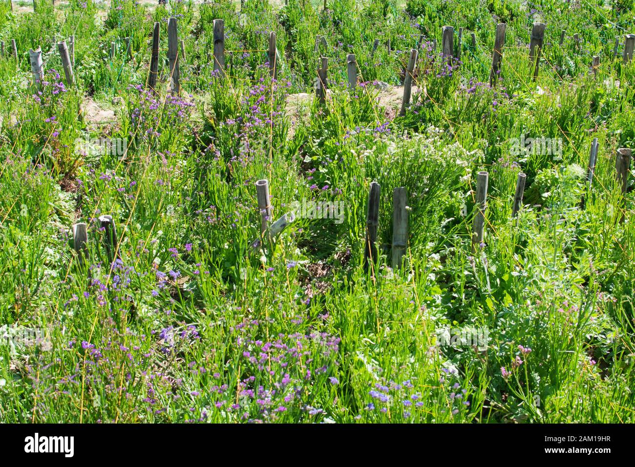 Field of purple flowers. Flower farm in Atok, Benguet in the ...
