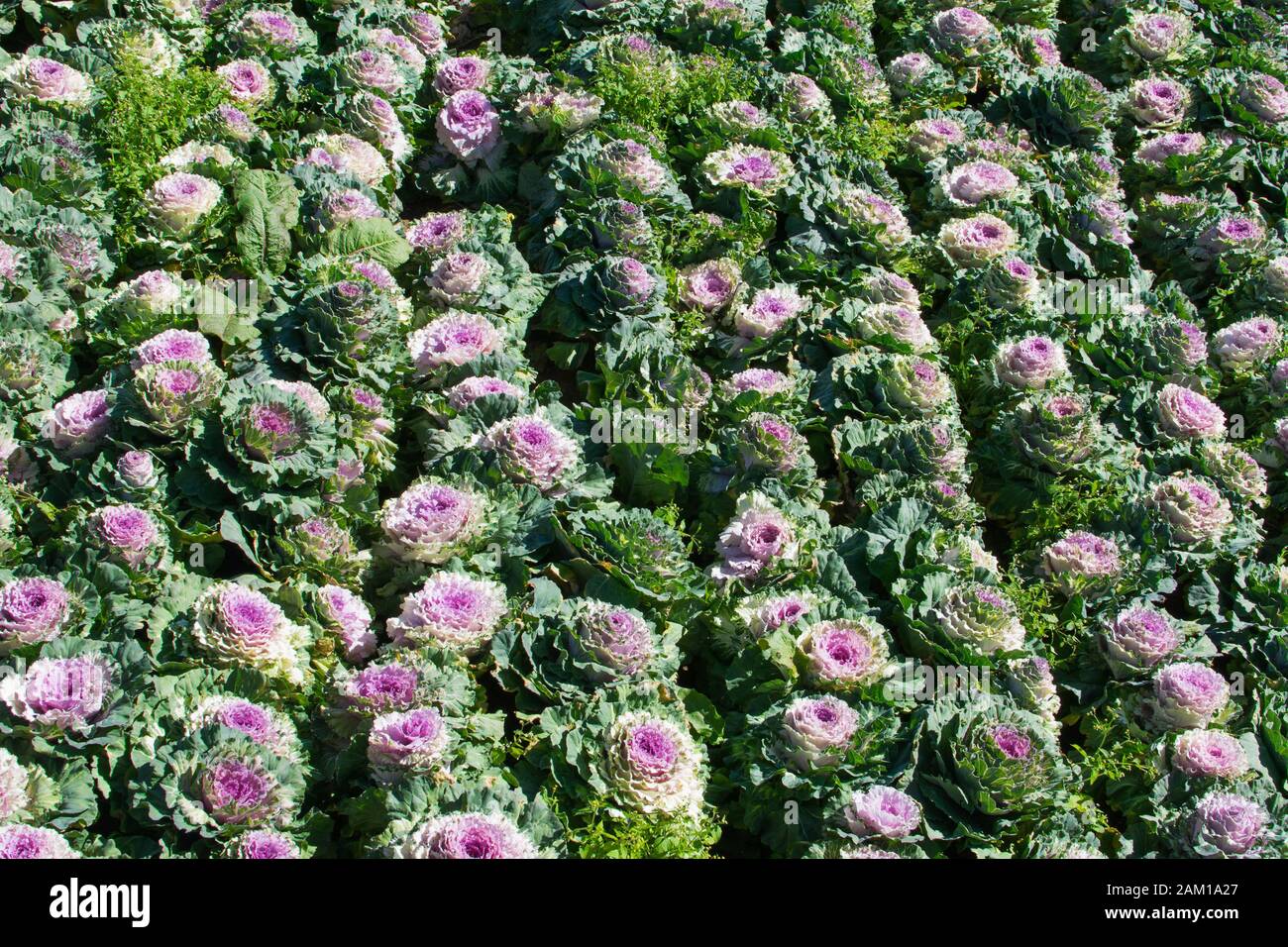Field full of in bloom purple rose cabbage in Benguet in the ...