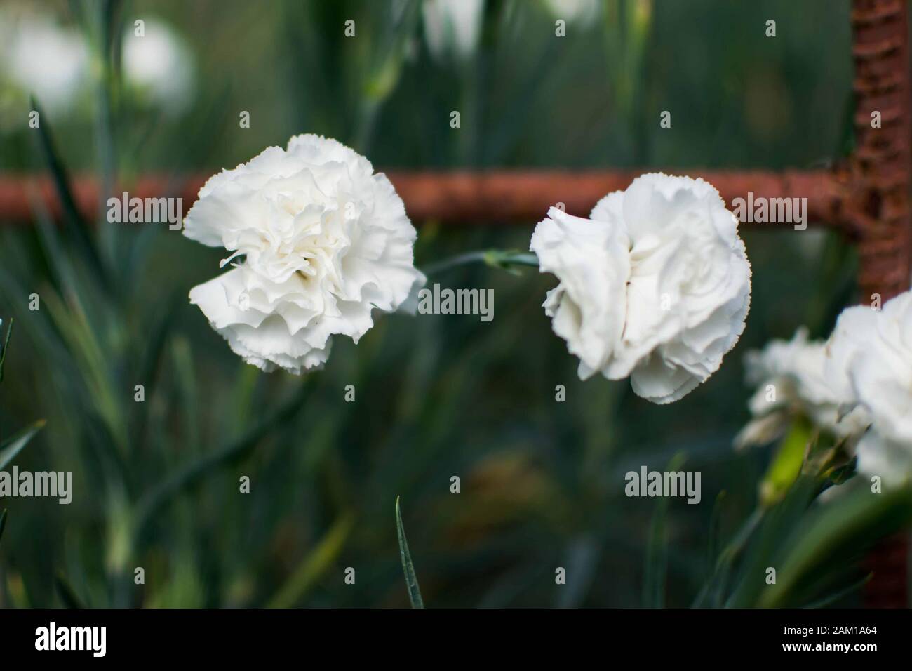 Full bloom white carnation flower Stock Photo - Alamy