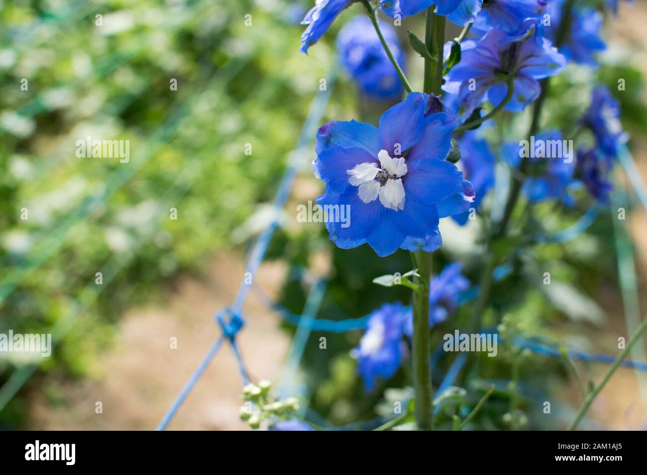 Candle larkspur delphinium elatum hi-res stock photography and images ...