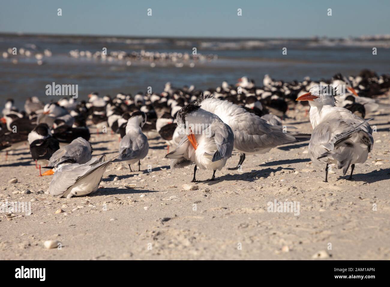 Nesting royal tern Thalasseus maximus on the white sands of Clam Pass ...