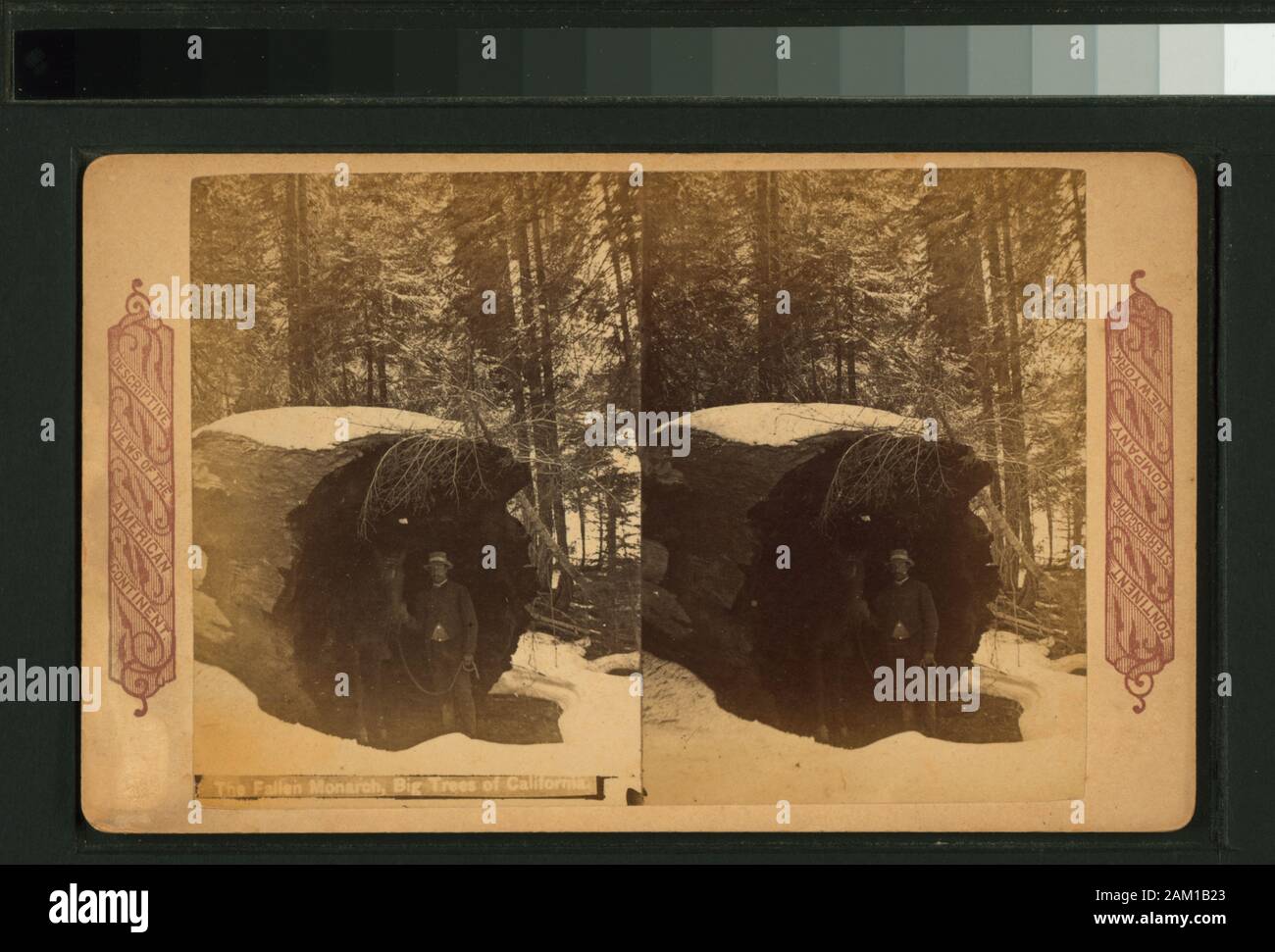 The Fallen Monarch, big trees of California The Fallen Monarch, big ...