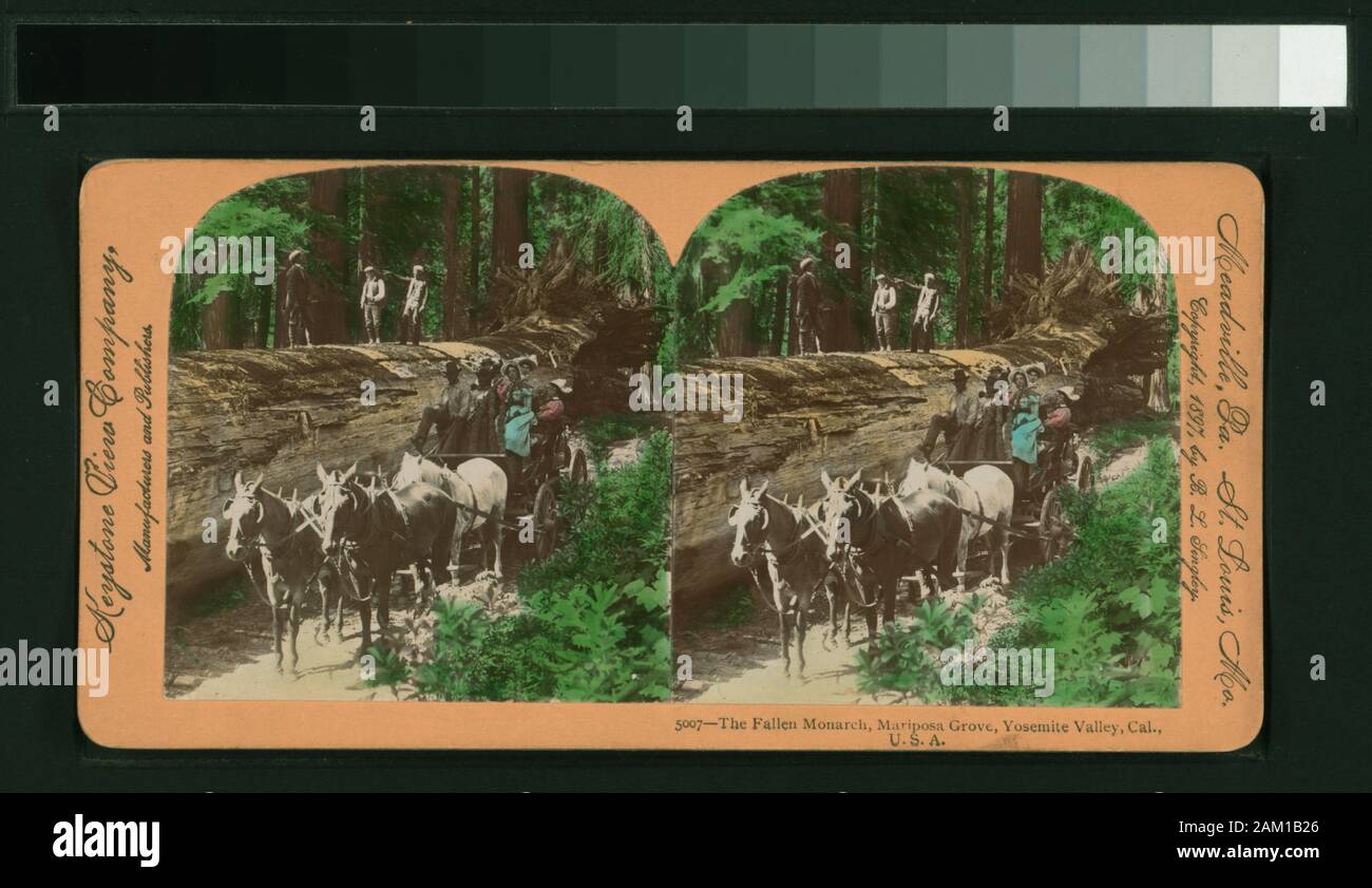 The Fallen Monarch, Mariposa Grove, Yosemite Valley, Cal, U S A The ...