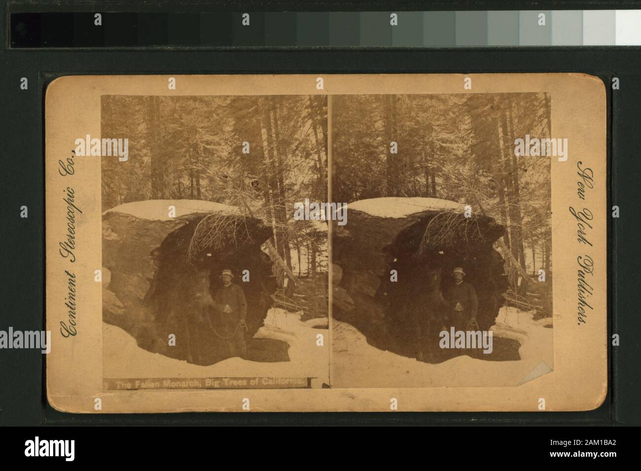 The Fallen Monarch, big trees of California The Fallen Monarch, big ...