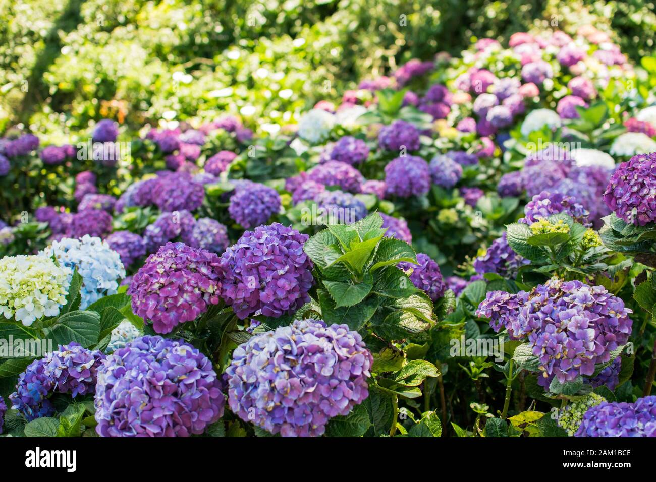 Flower field or farm with full of full bloomed purple Hydrangea ...
