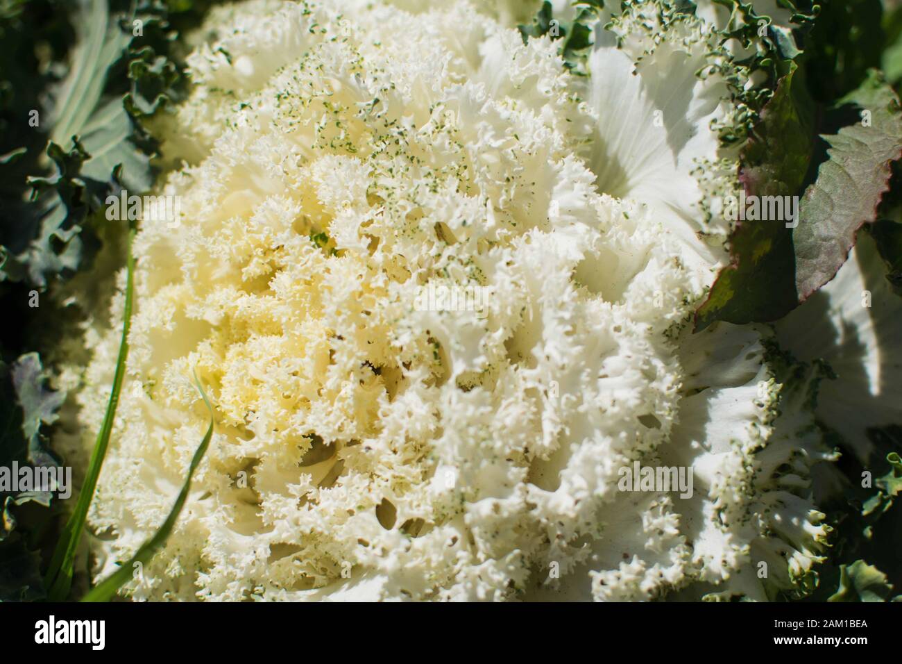 White cabbage rose hi-res stock photography and images - Alamy