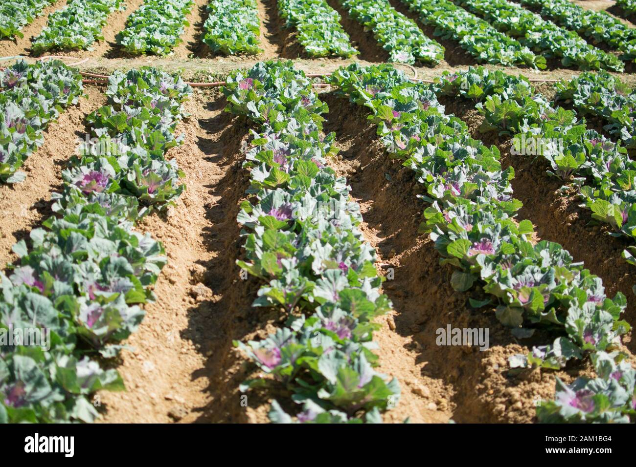 Vegetable garden with rose cabbage planted in rows Stock Photo - Alamy