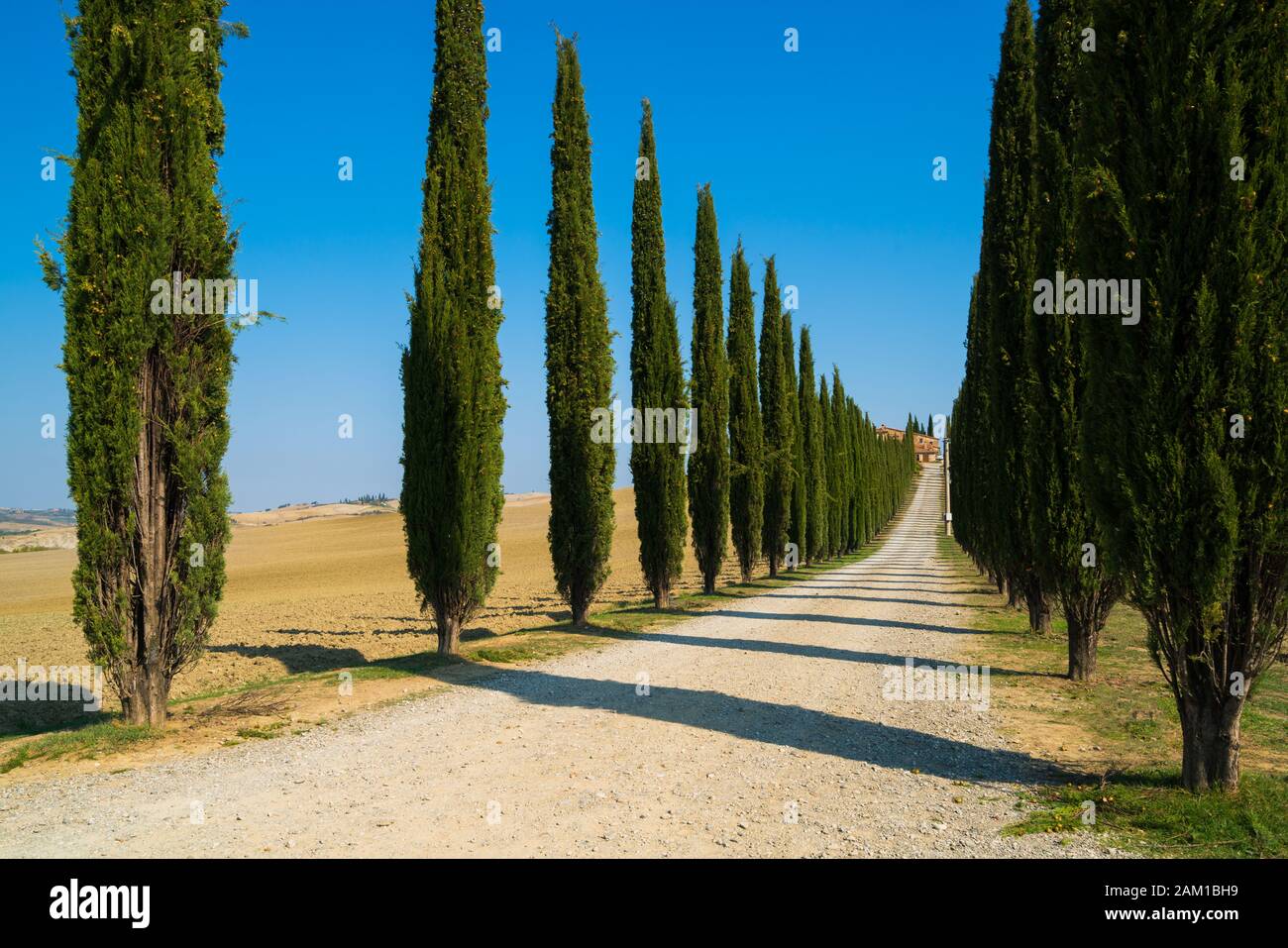 Italy cypress trees along the famous white road hi-res stock ...