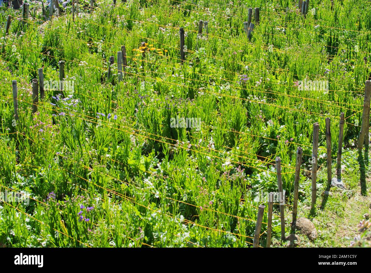 Field of purple flowers. Flower farm in Atok, Benguet in the ...