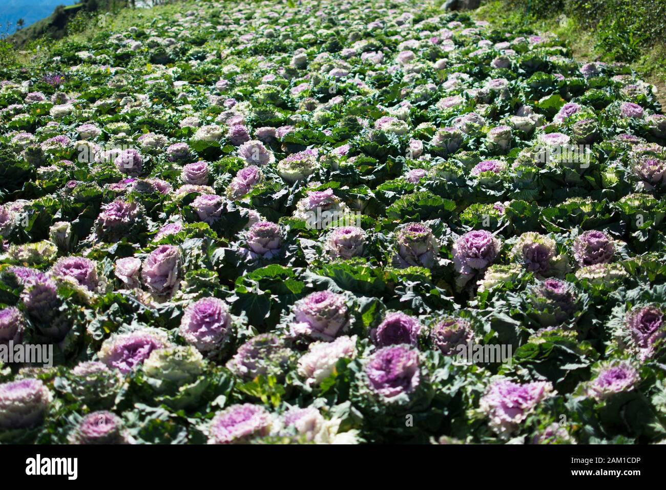 Abstract decorative cabbage hi-res stock photography and images - Alamy