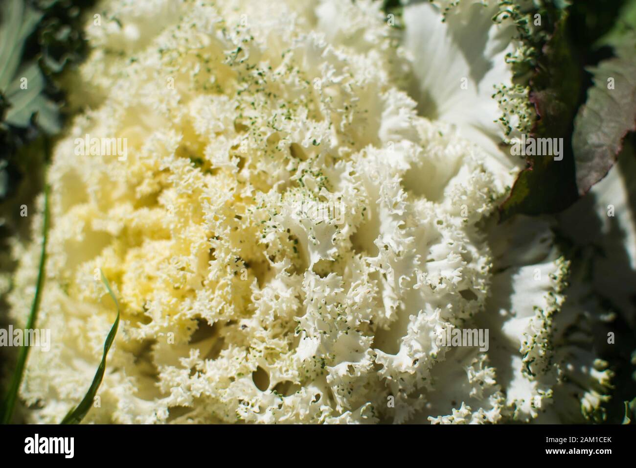 White cabbage rose hi-res stock photography and images - Alamy