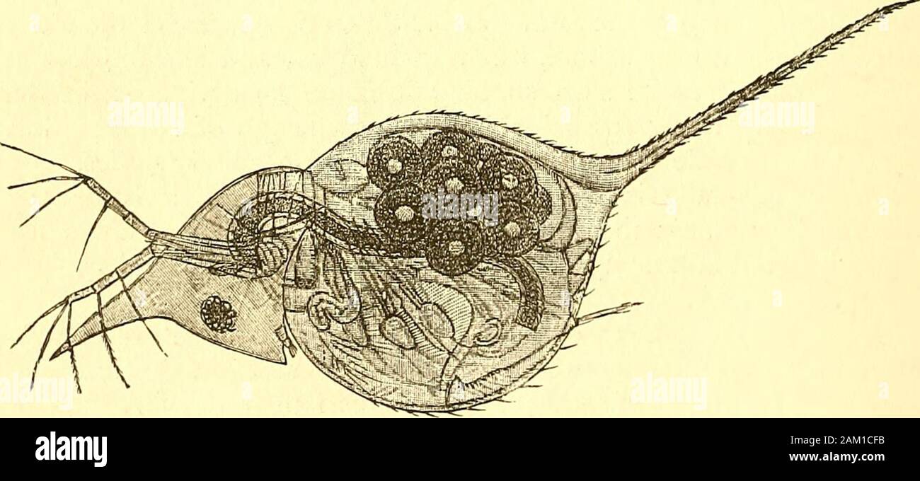 Cladocera hi-res stock photography and images - Alamy