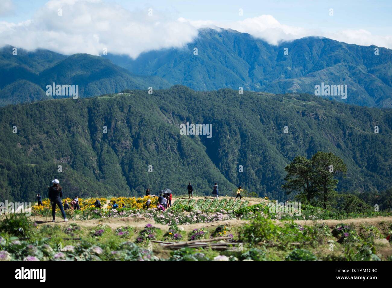 DEC. 21, 2019-ATOK BENGUET PHILIPPINES : Flower farm in Atok Benguet ...