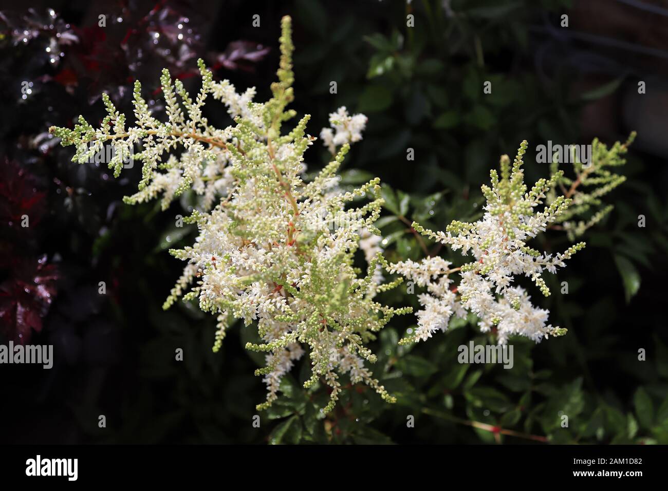White astilbe flower spikes against a dark background Stock Photo - Alamy
