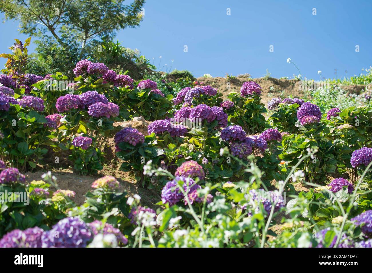 Flower field or farm with full of full bloomed purple Hydrangea ...