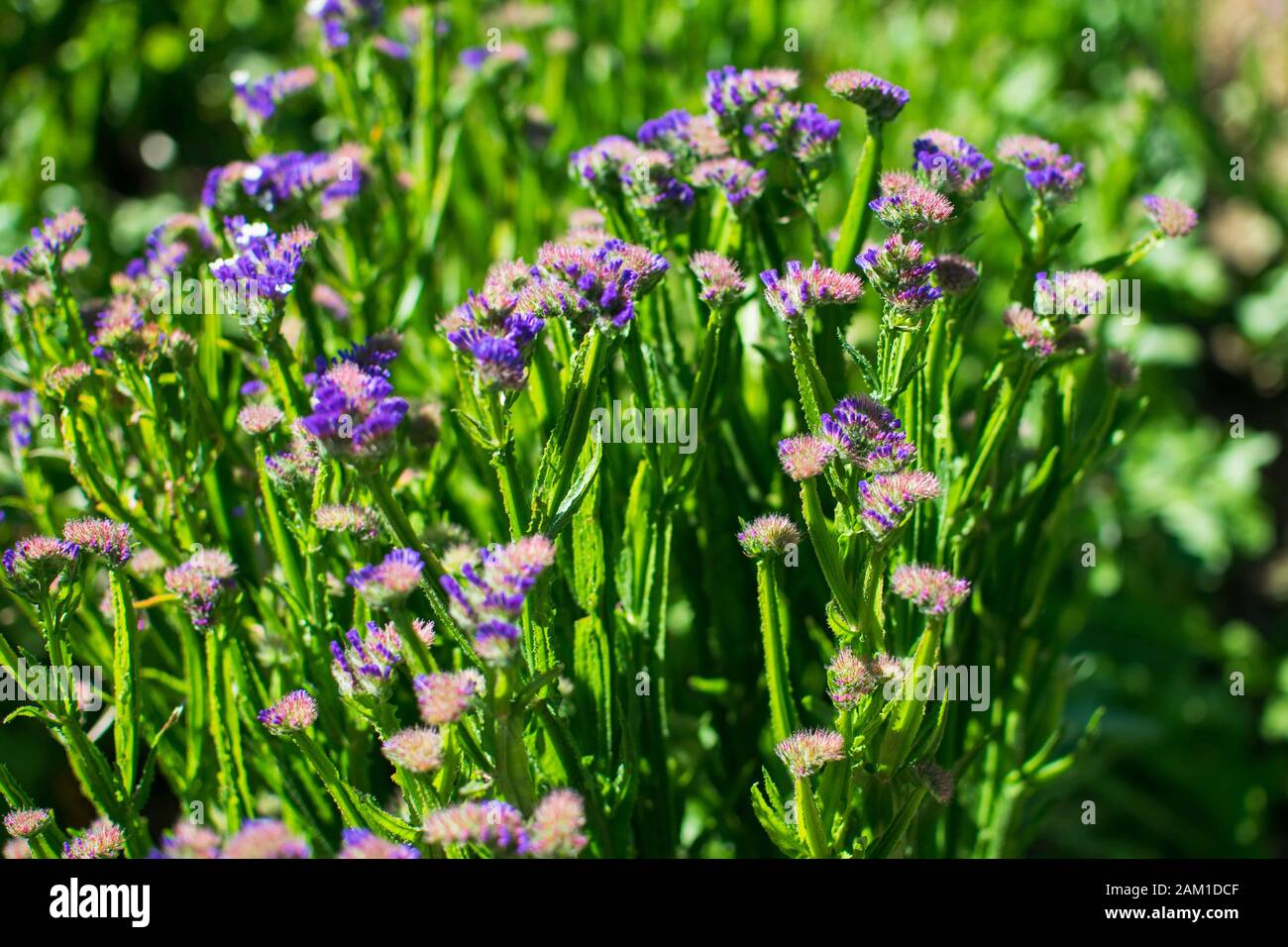 Limonium spp hi-res stock photography and images - Alamy