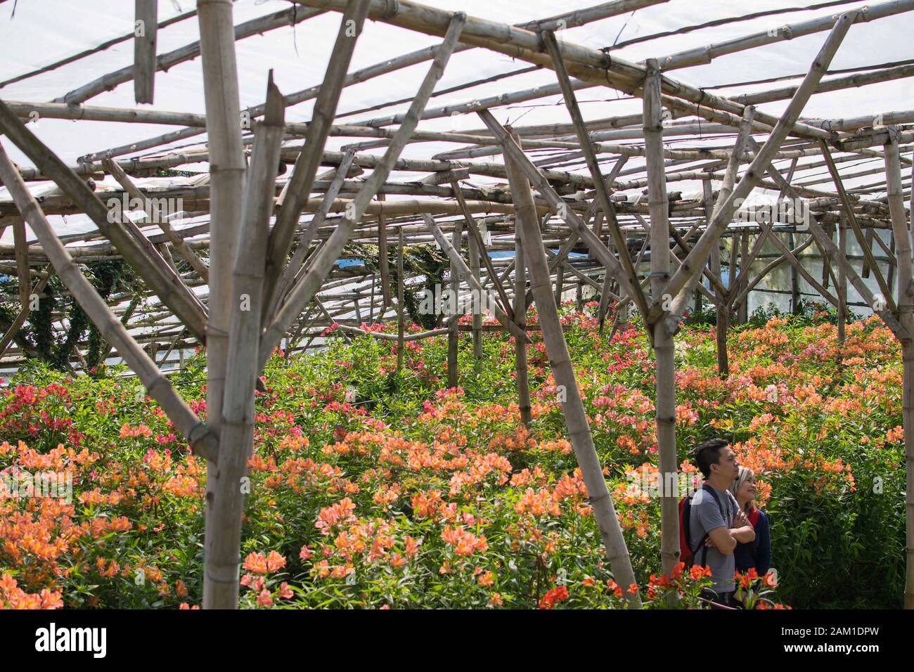 DEC. 21, 2019-ATOK BENGUET : Flower farm in Atok Benguet. This is new ...