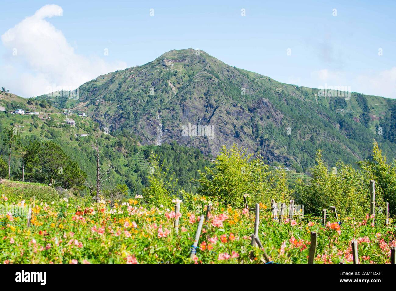 Rose blooms philippines hi-res stock photography and images - Alamy