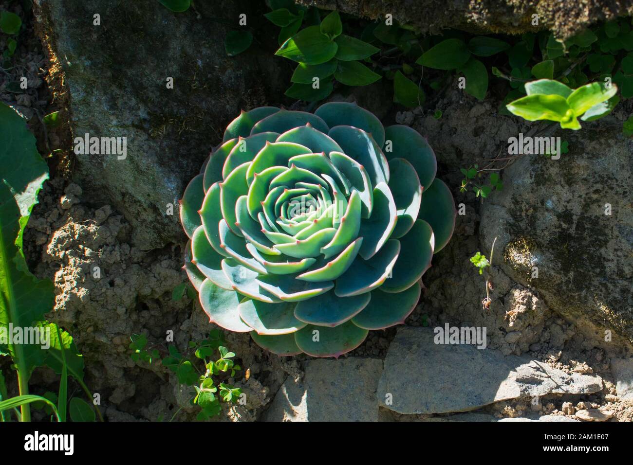 Thriving cactus hi-res stock photography and images - Alamy