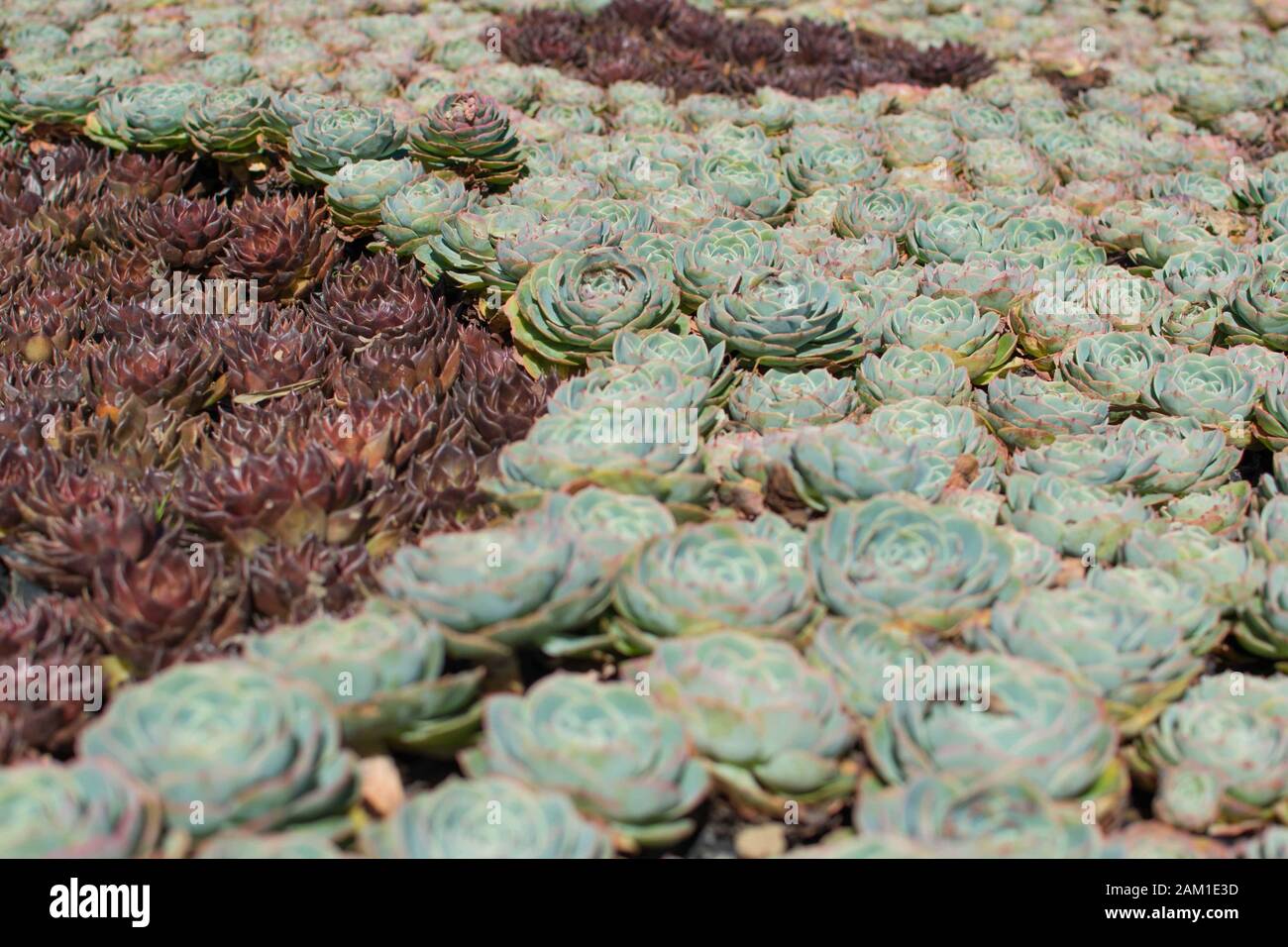 Rose cactus hi-res stock photography and images - Alamy