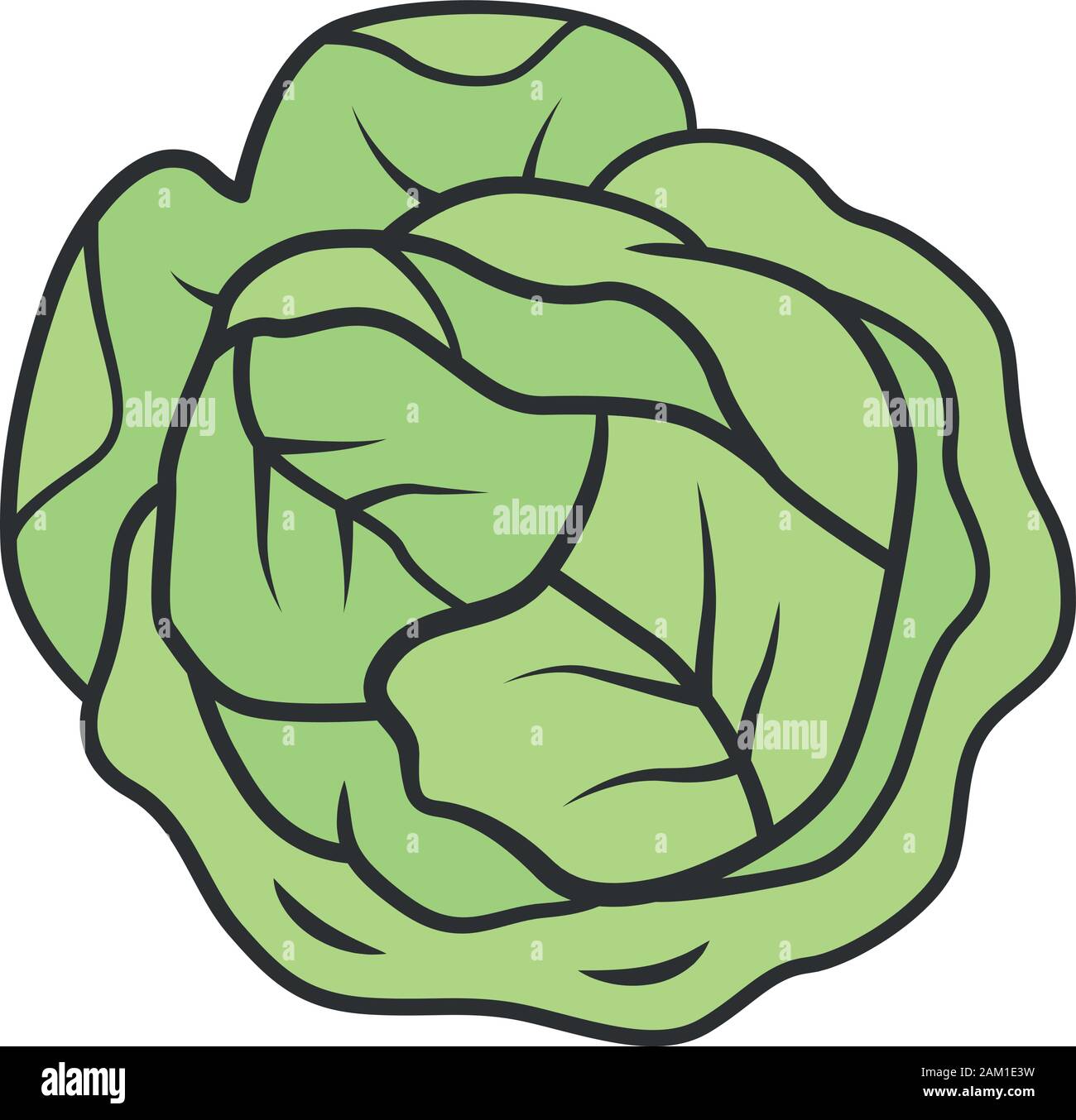 What Color Is Cabbage
