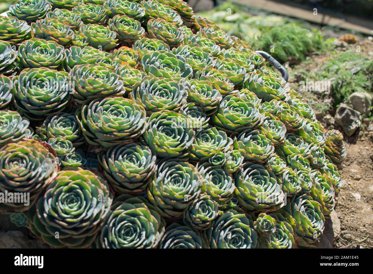 Rose cactus hi-res stock photography and images - Alamy