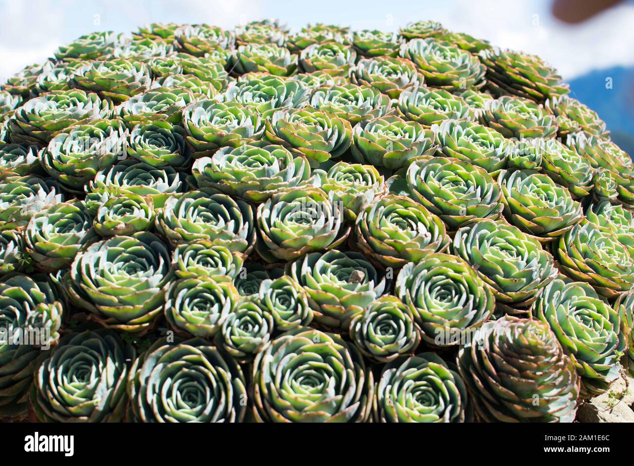 Rose cactus hi-res stock photography and images - Alamy