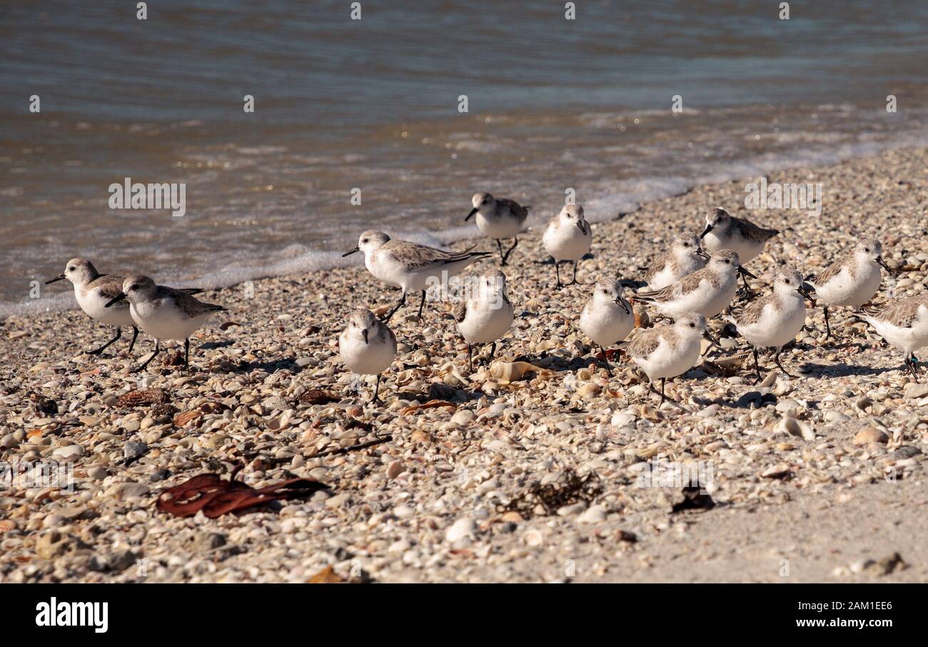 Black bellied plovers Pluvialis squatarola forage at the ocean’s edge ...