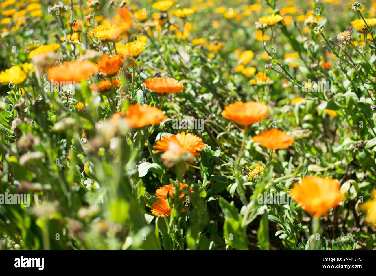 Full bloom orange daisies hi-res stock photography and images - Alamy