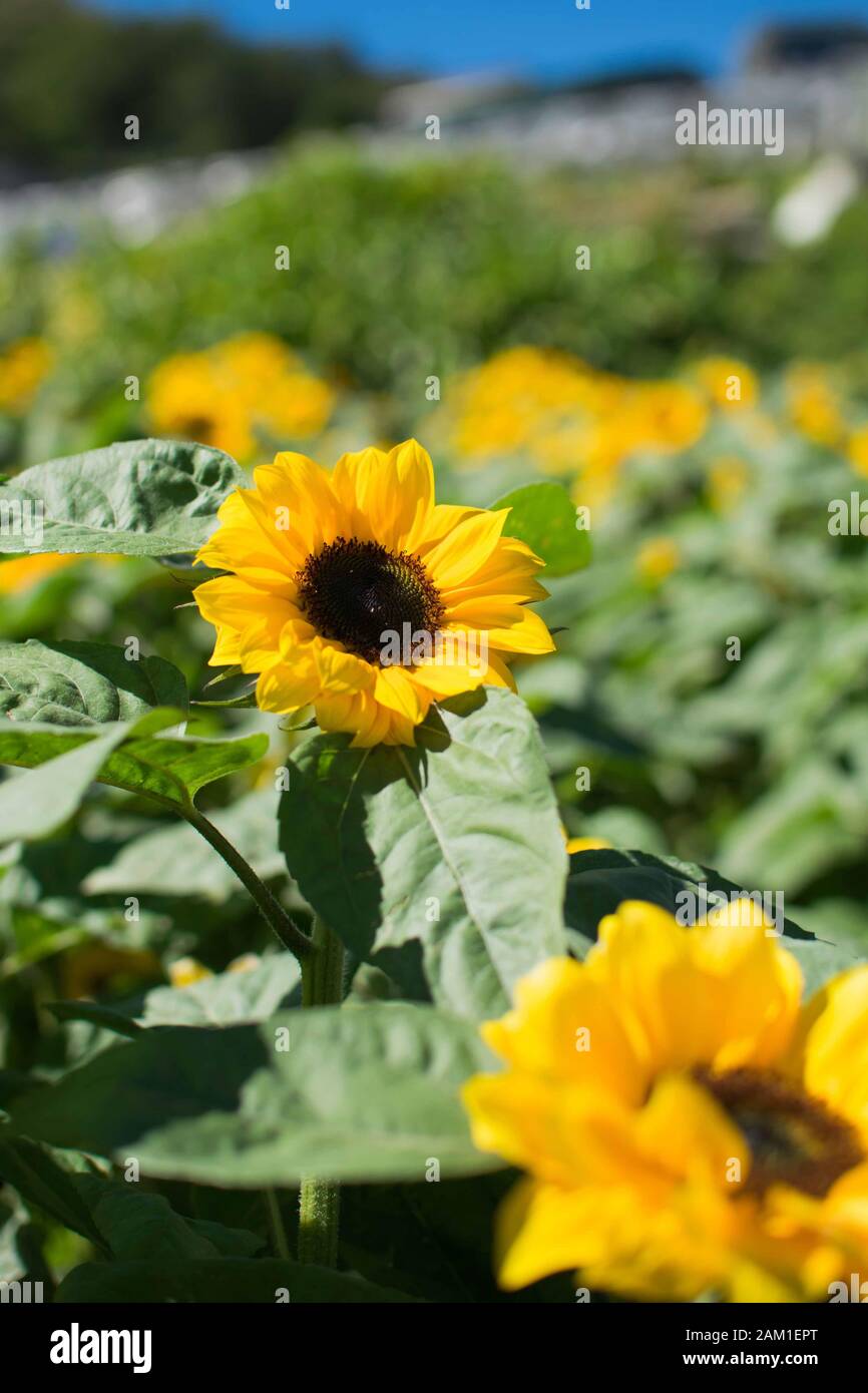 Sunflower garden full sunshine hi-res stock photography and images - Alamy