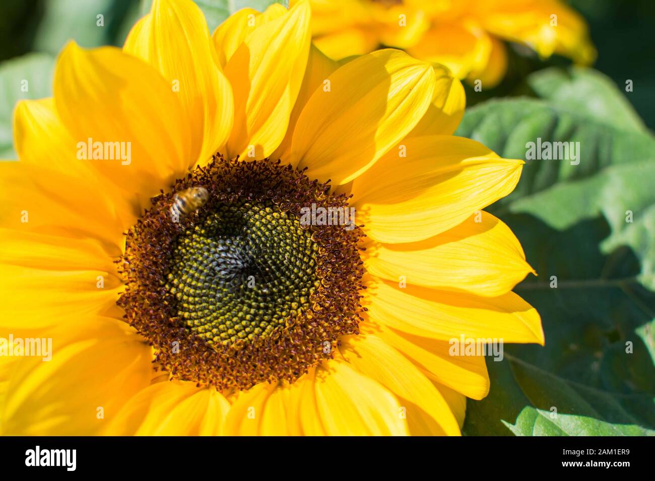 Close up of a vibrant full bloom sunflower. Bee taking nectar from a ...