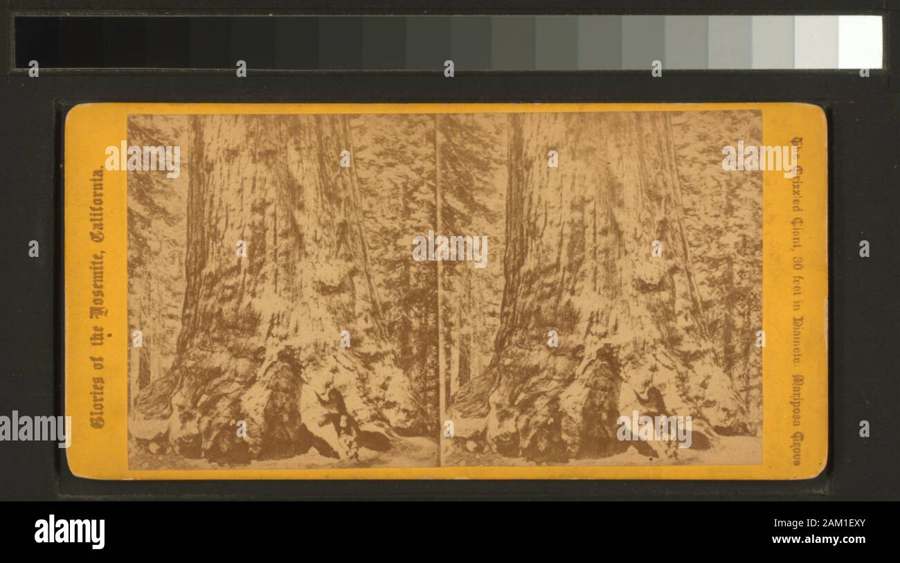 The Grizzled Giant, 30 feet Diameter, Mariposa Grove by E. & H. T ...