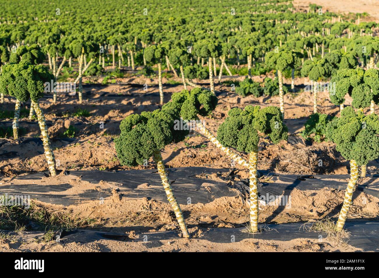 Kale field hi-res stock photography and images - Alamy