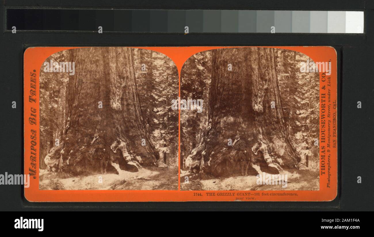 The Grizzly Giant - 101 feet circumference, near view by Lawrence ...