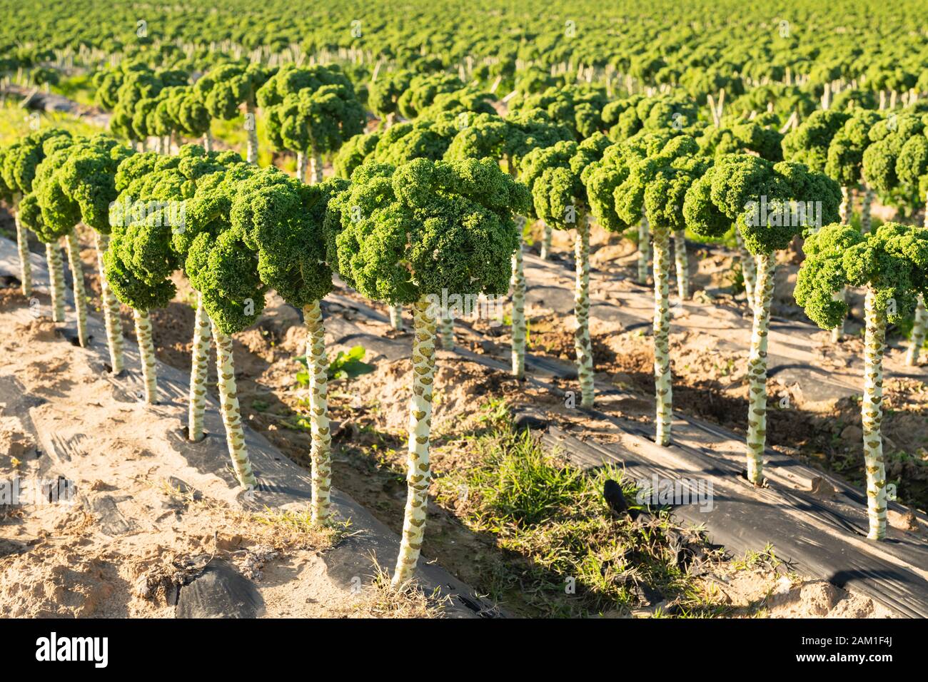 Kale field hi-res stock photography and images - Alamy