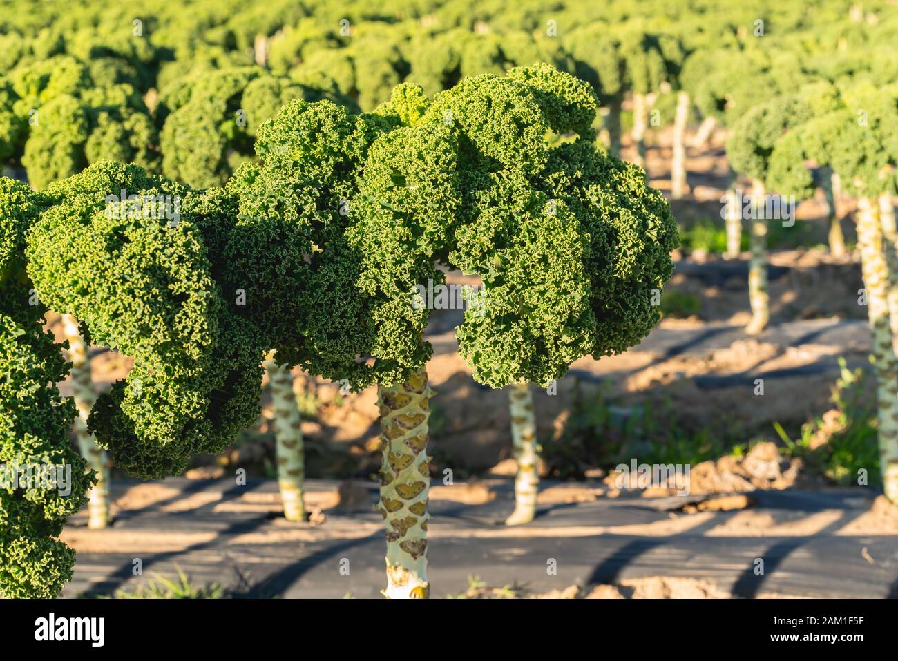 Kale field hi-res stock photography and images - Alamy