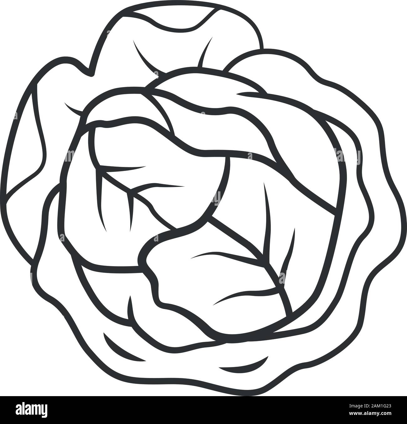 Cabbage linear icon. Agriculture plant. Salad ingredient. Greenery ...