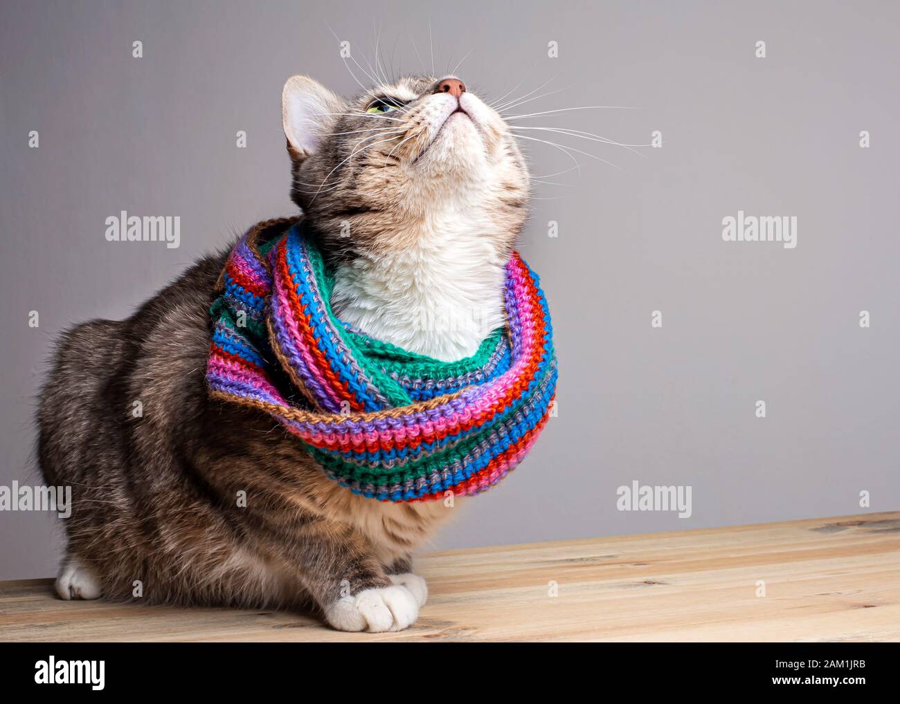 Cat scarf hi-res stock photography and images - Alamy