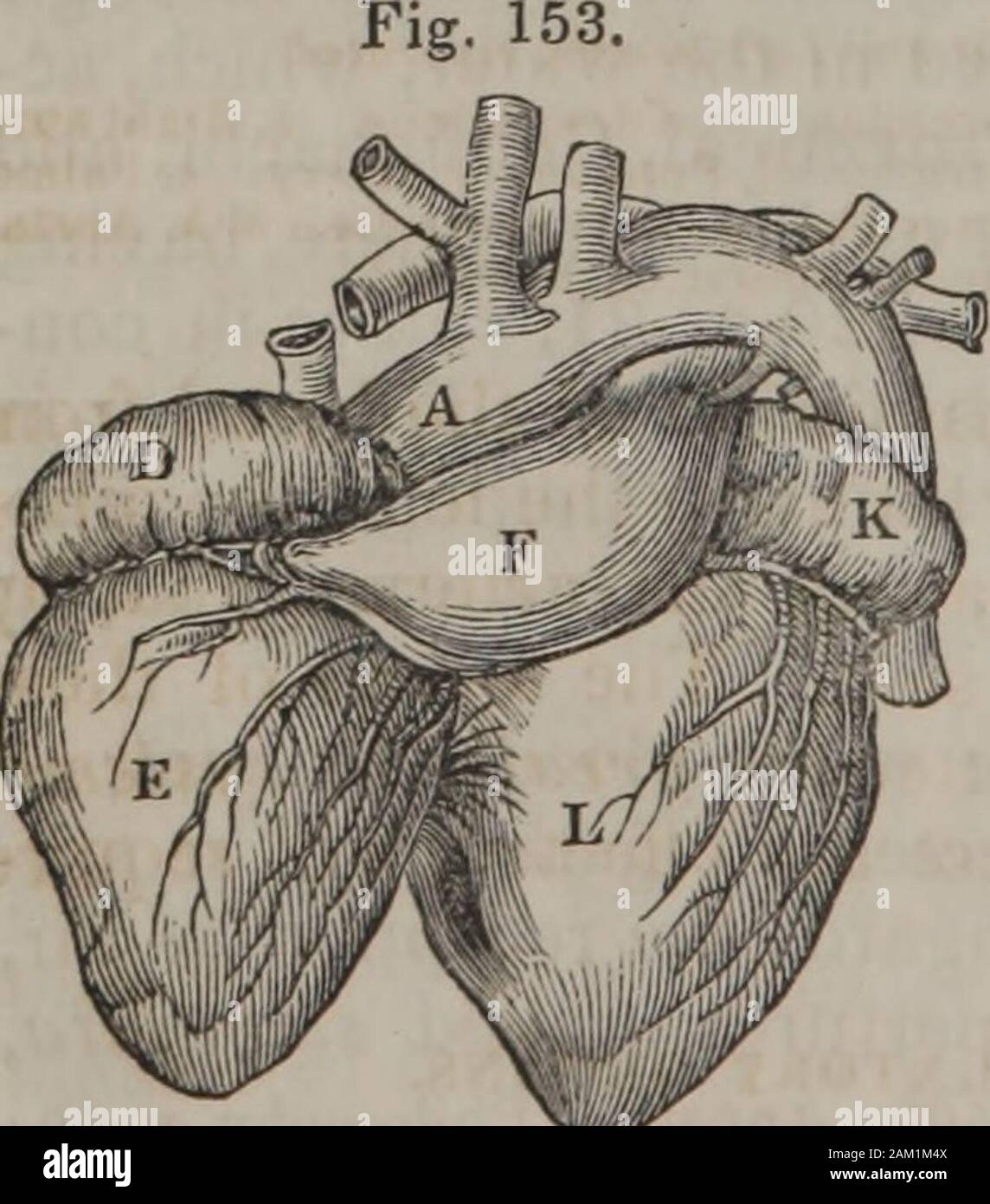 Two Human Hearts Together Drawing